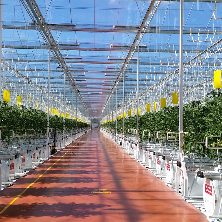 Protected Cropping Australia - Van der Hoeven Horticultural Projects